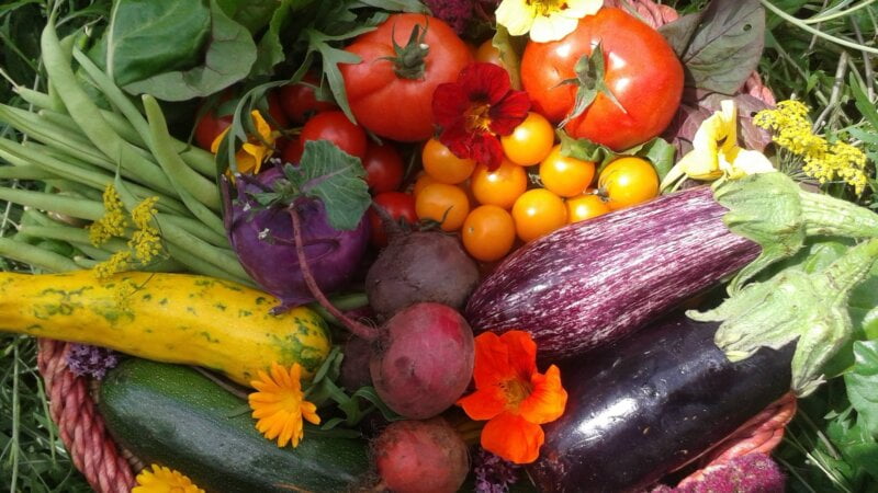 Growing with Grace | FARMSynergy