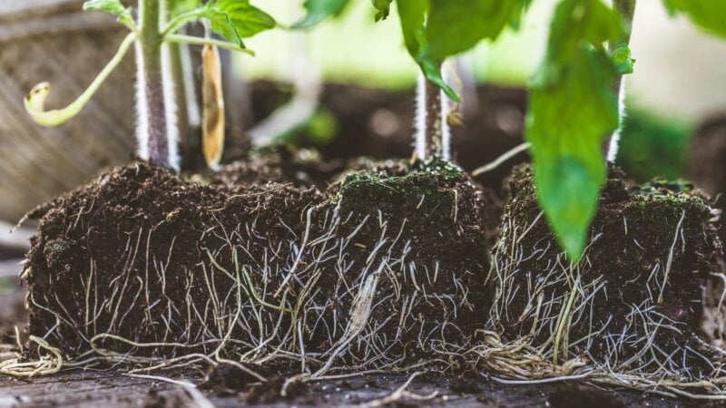 Madumbi Sustainable Agriculture | FARMSynergy