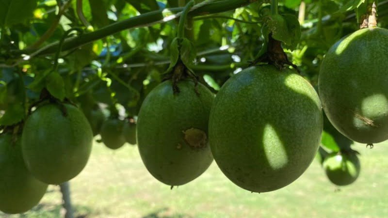 Madumbi Sustainable Agriculture | FARMSynergy