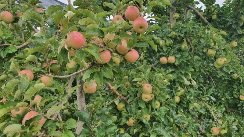 Madumbi Sustainable Agriculture | FARMSynergy