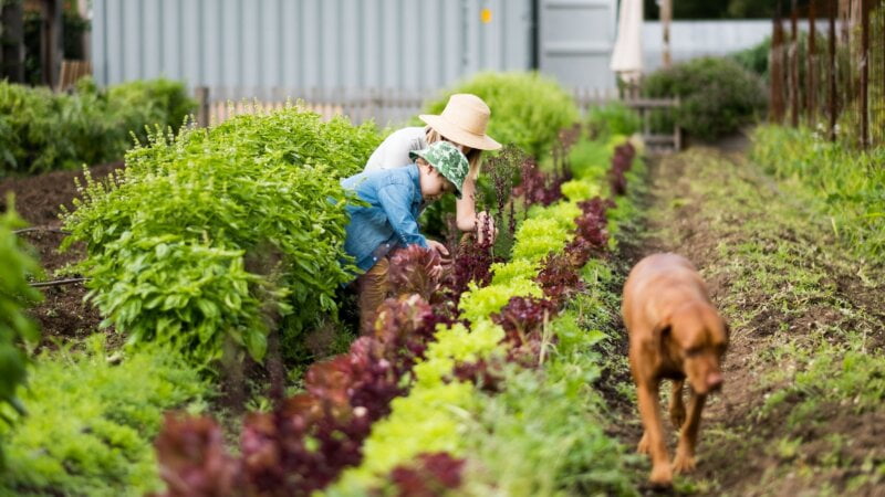 Pocket City Farms | FARMSynergy